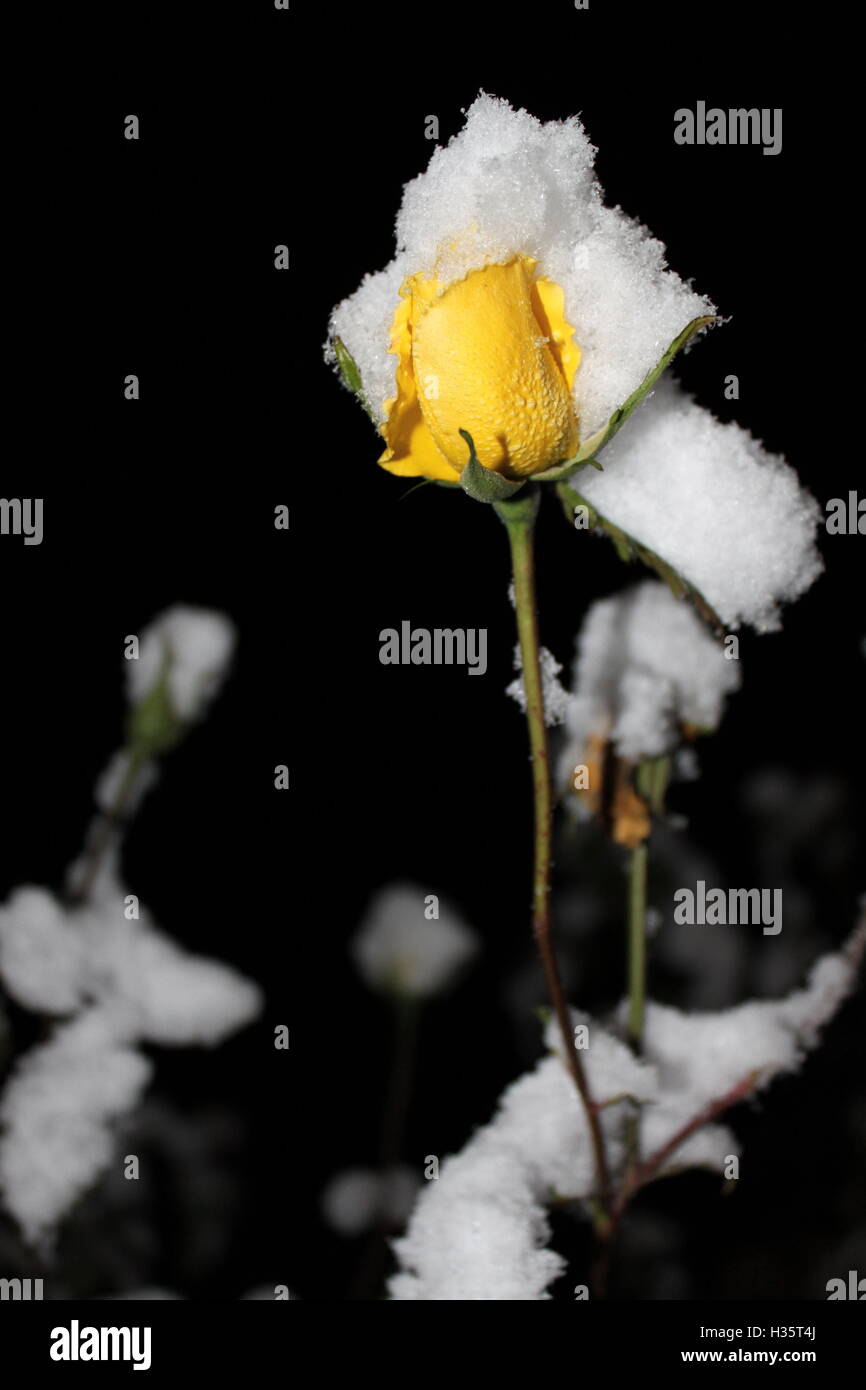 The last Rose of Summer Stock Photo - Alamy