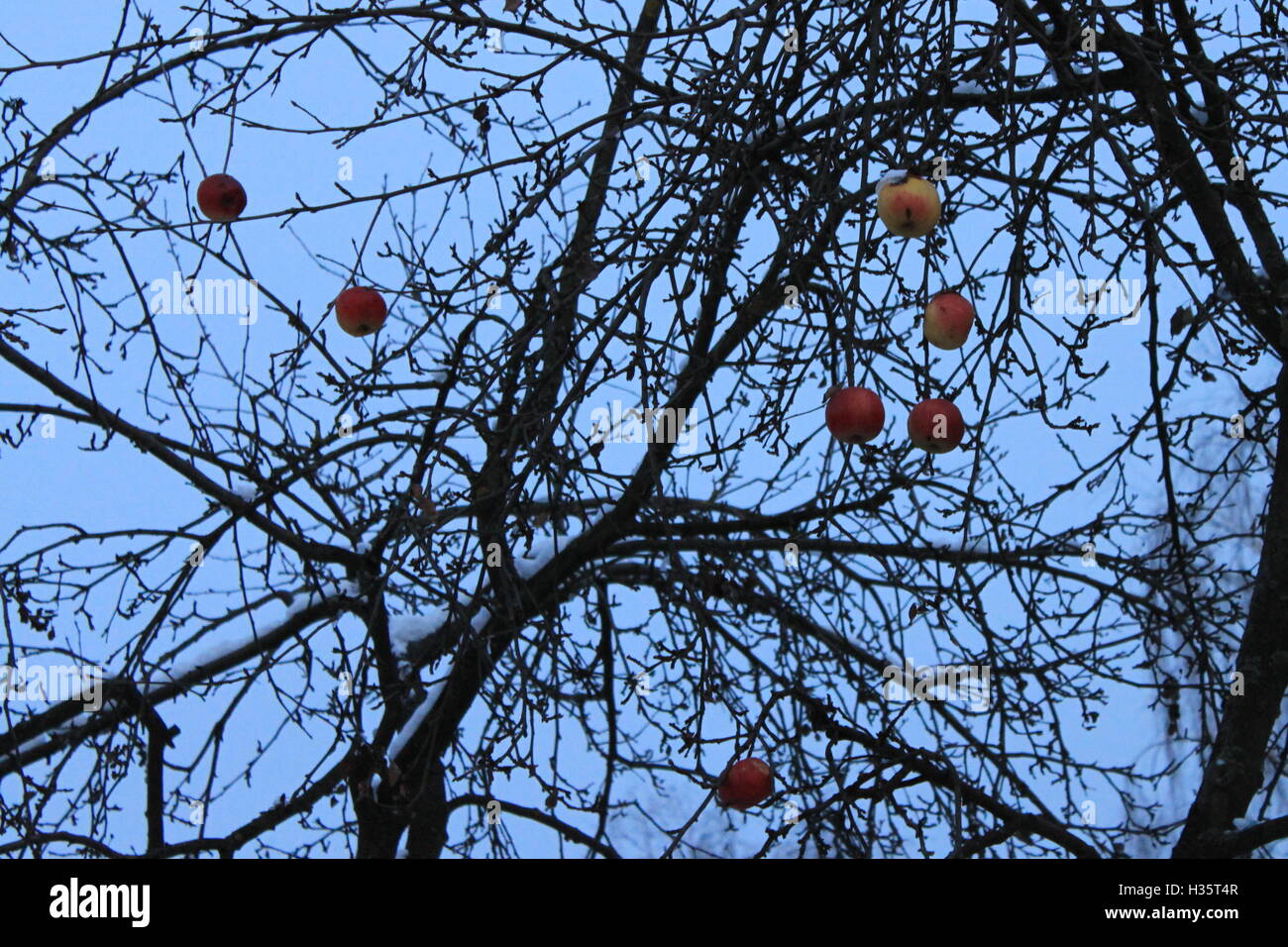 Apple tree in winter Stock Photo - Alamy