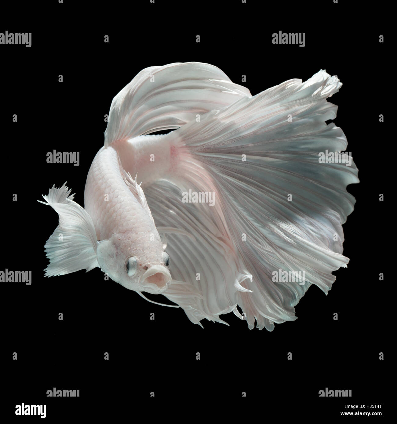 Yellow Elephant Nose Fish