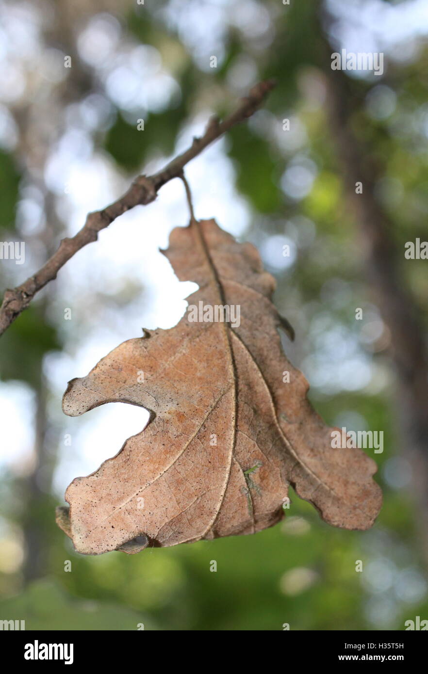 Dead oak tree leaf Stock Photo - Alamy
