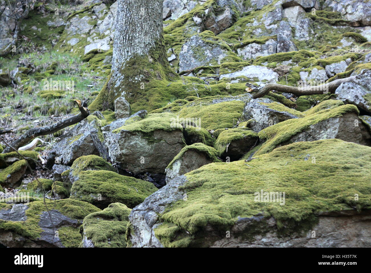 Moss rocks trees hi-res stock photography and images - Alamy