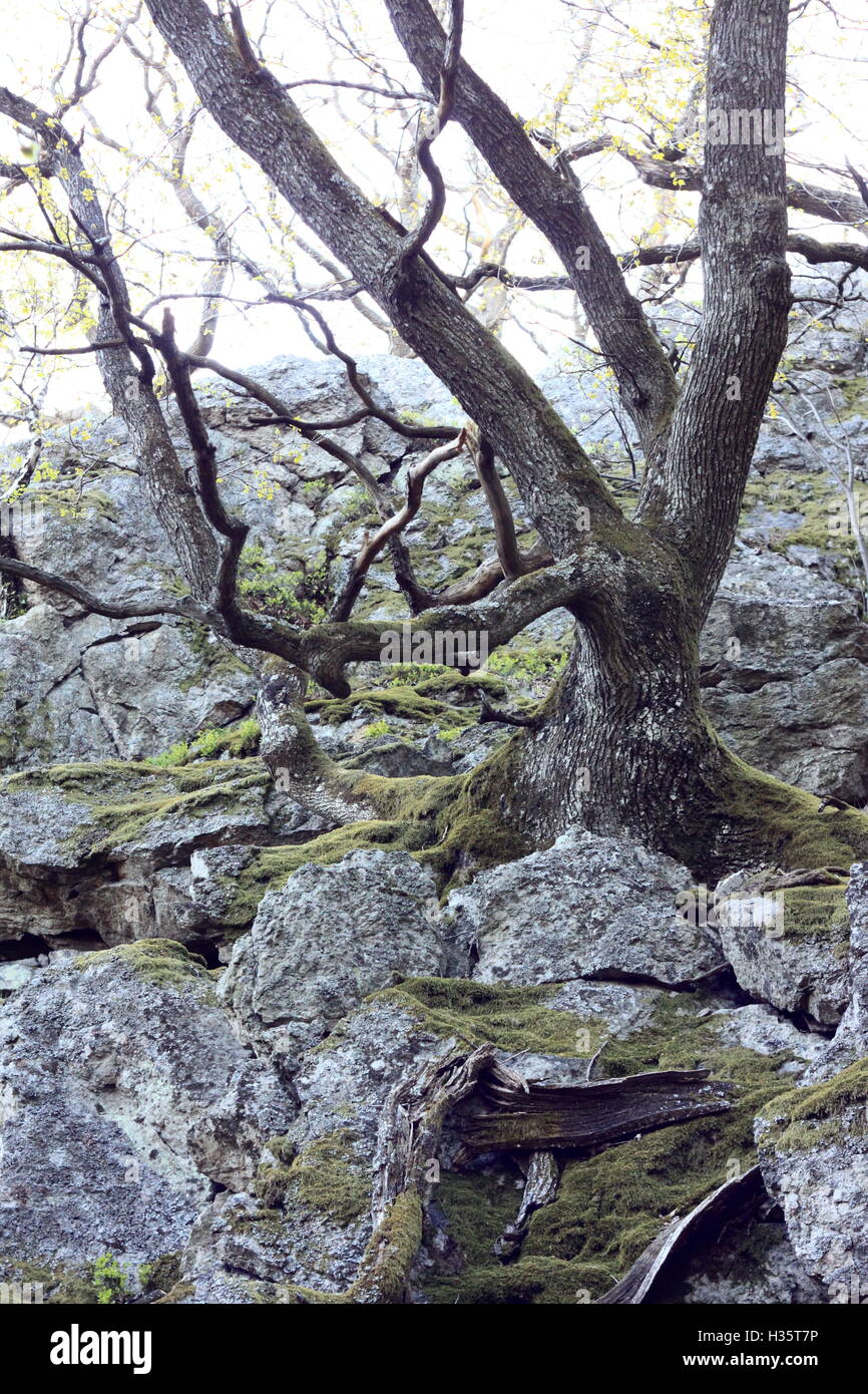 Moss rocks trees hi-res stock photography and images - Alamy