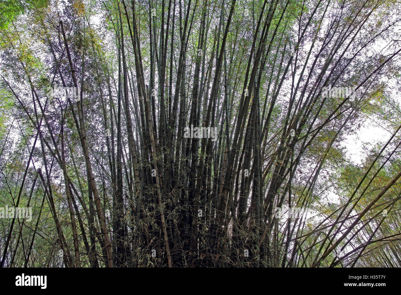 Tropical bamboo plants in forest in India Stock Photo - Alamy