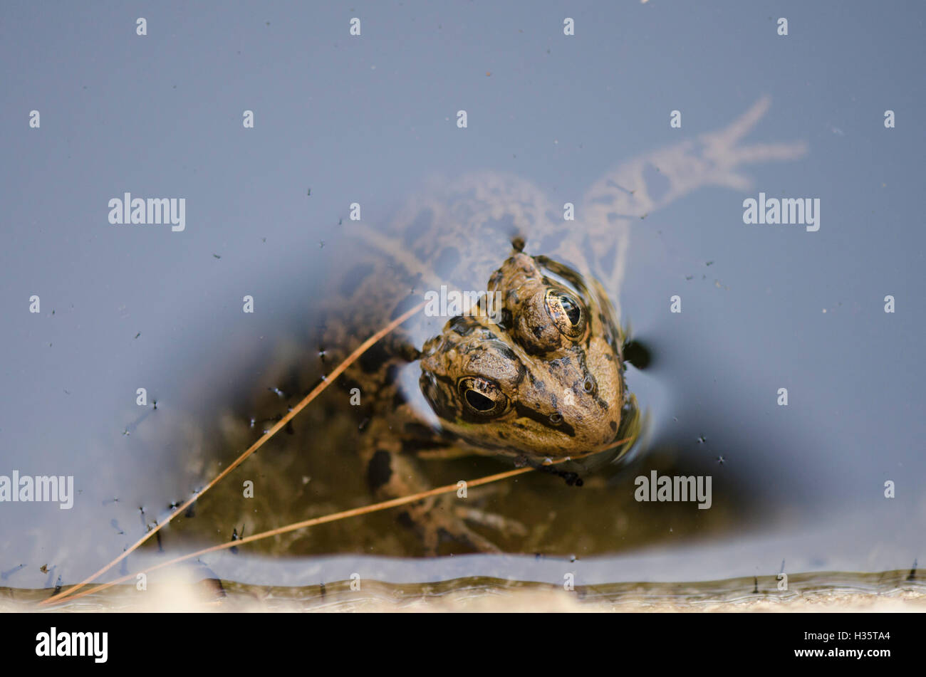 Iberian water frog, Pelophylax perezi inside of water basin, Andalusia ...