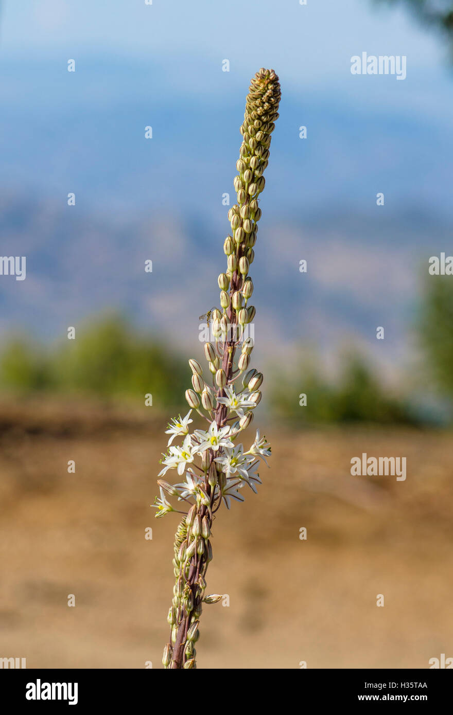 Drimia maritima, sea squill, sea onion, plant in flower, Andalusia ...