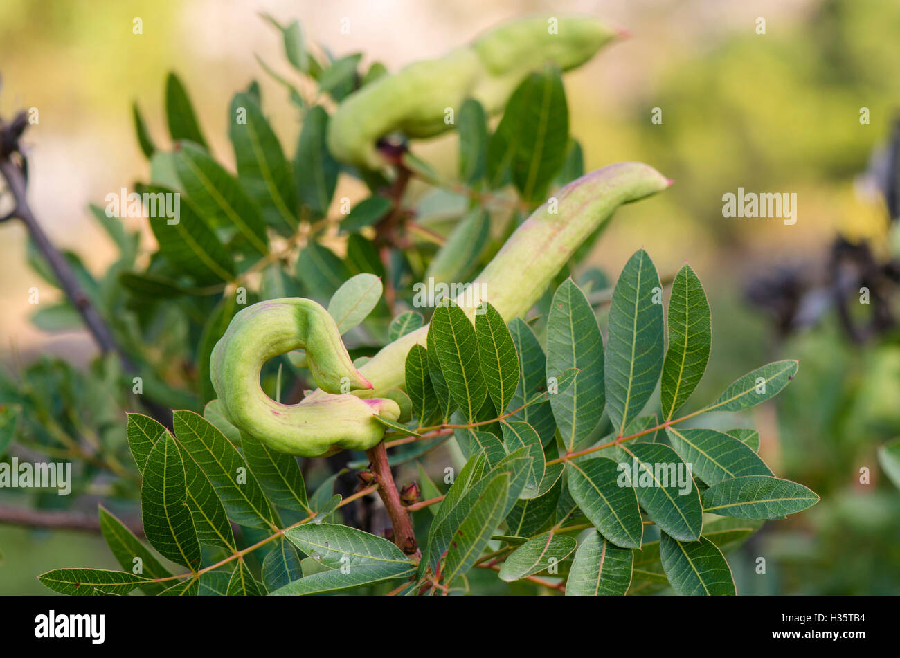 Terebinth tree hi-res stock photography and images - Alamy