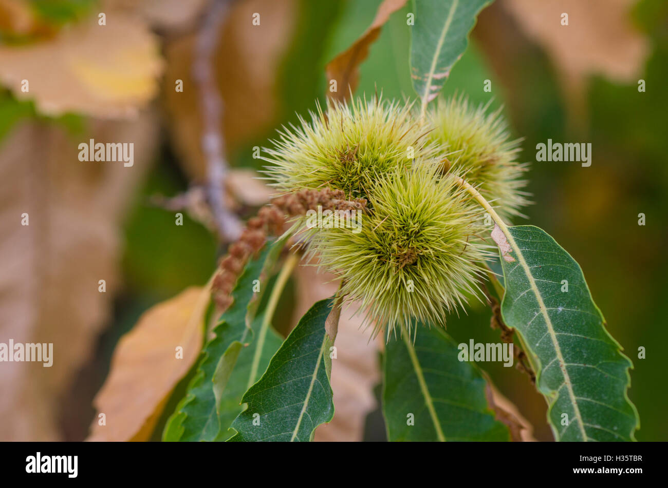 Spanish chestnut tree hi-res stock photography and images - Alamy