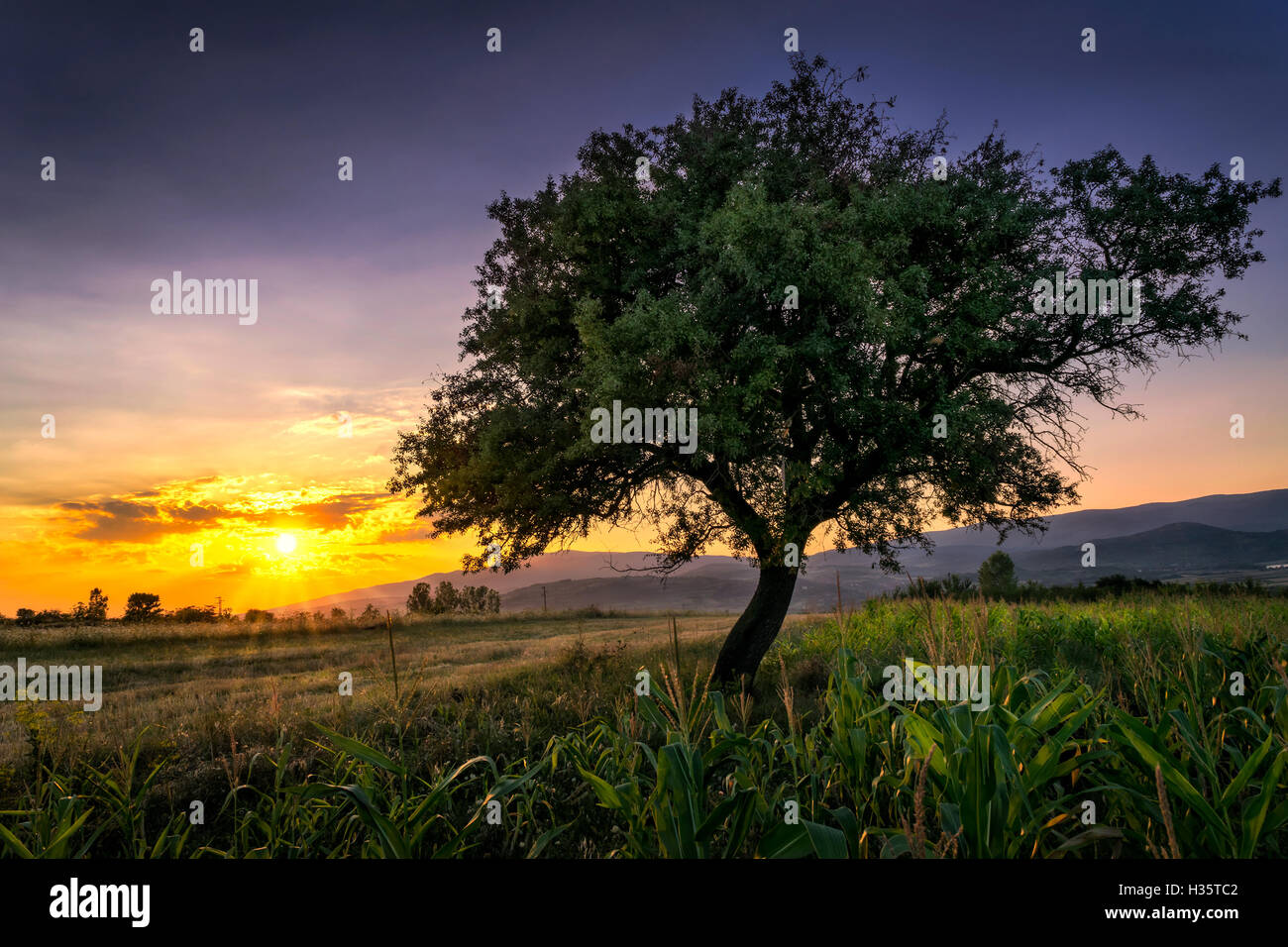 Single tree by a corn field in a beautiful sunset Stock Photo - Alamy