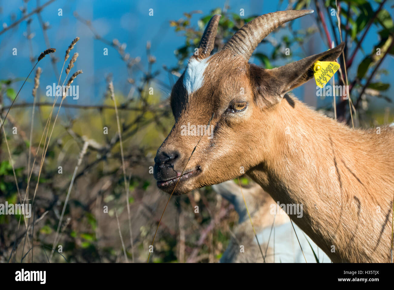 Milk grass hi-res stock photography and images - Alamy