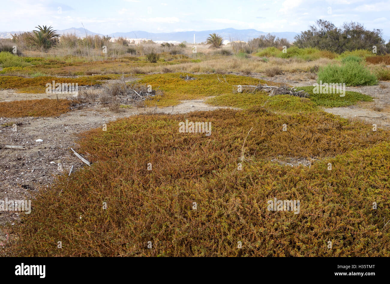 Saline soil hi-res stock photography and images - Alamy