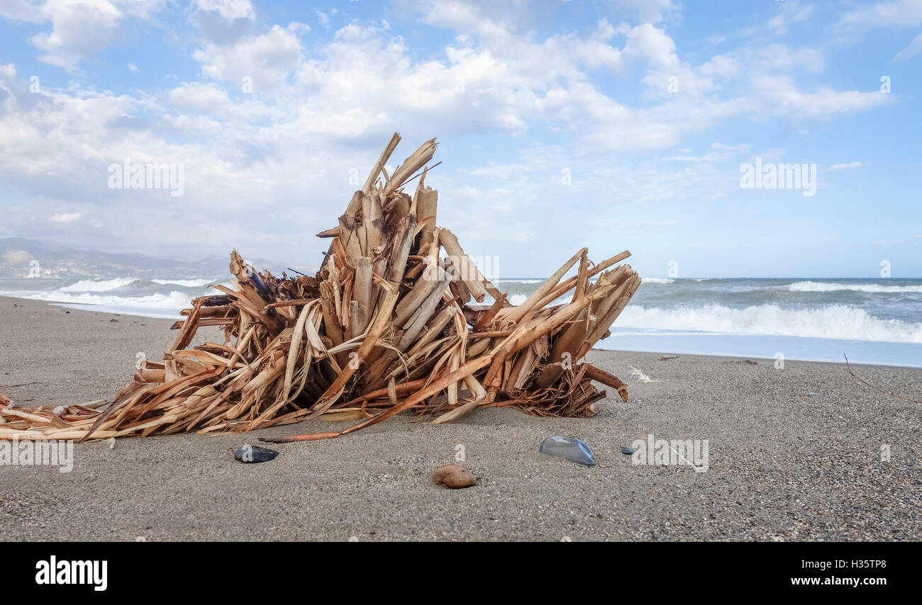 River canes. Giant cane, Arundo donax, on sandy beach, Spain Stock ...