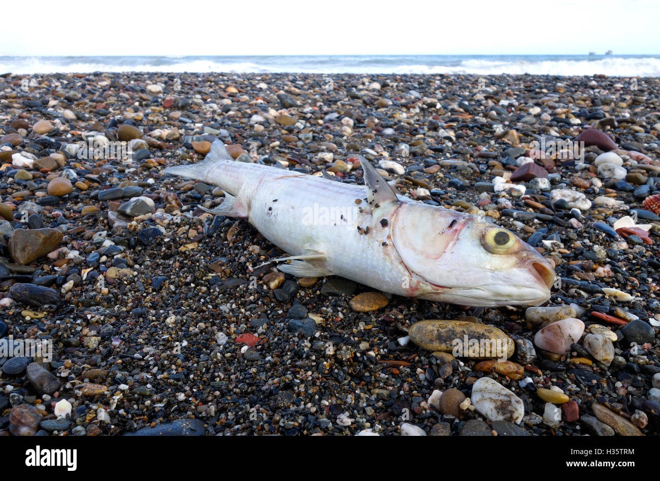 Dead fish beach hi-res stock photography and images - Alamy