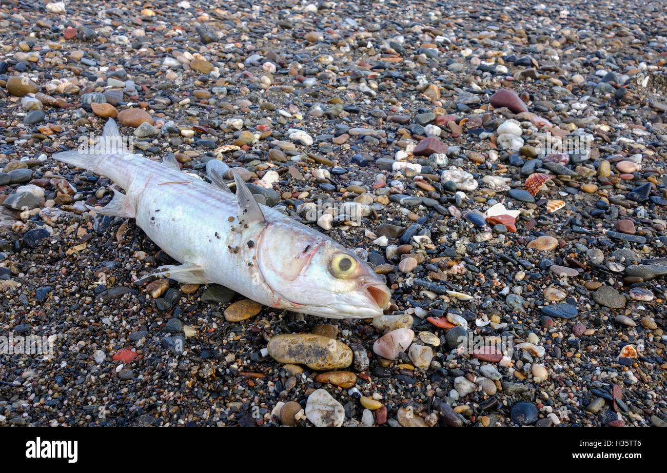 Dead fish beach hi-res stock photography and images - Alamy