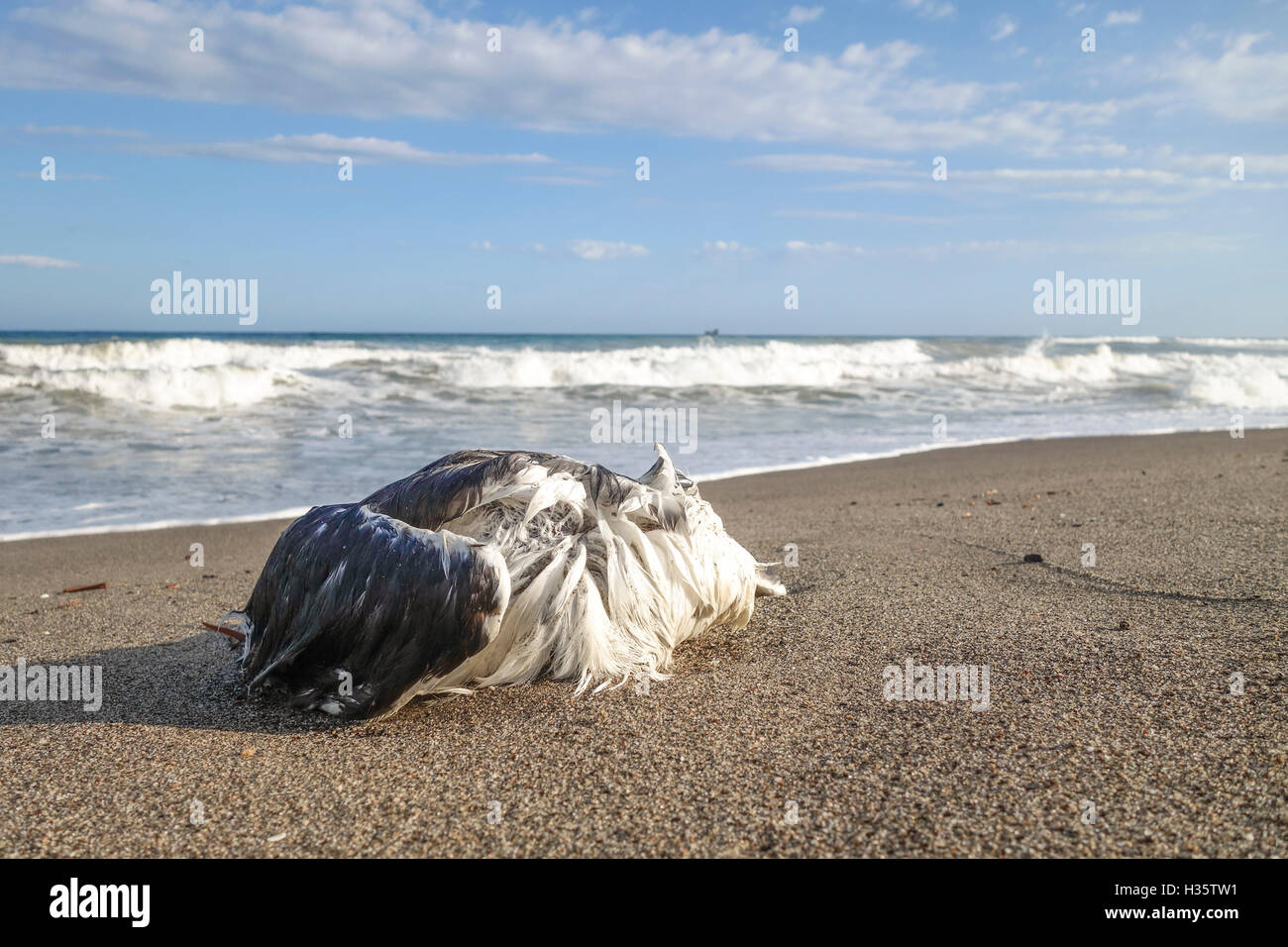 Dead sea birds hi-res stock photography and images - Alamy