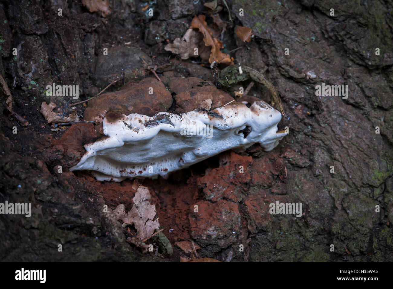 Southern Bracket.Ganoderma australe (Ganodermataceae Stock Photo - Alamy