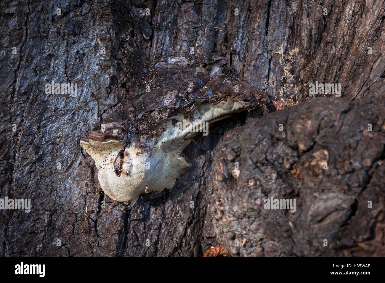 Southern Bracket.Ganoderma australe (Ganodermataceae Stock Photo - Alamy