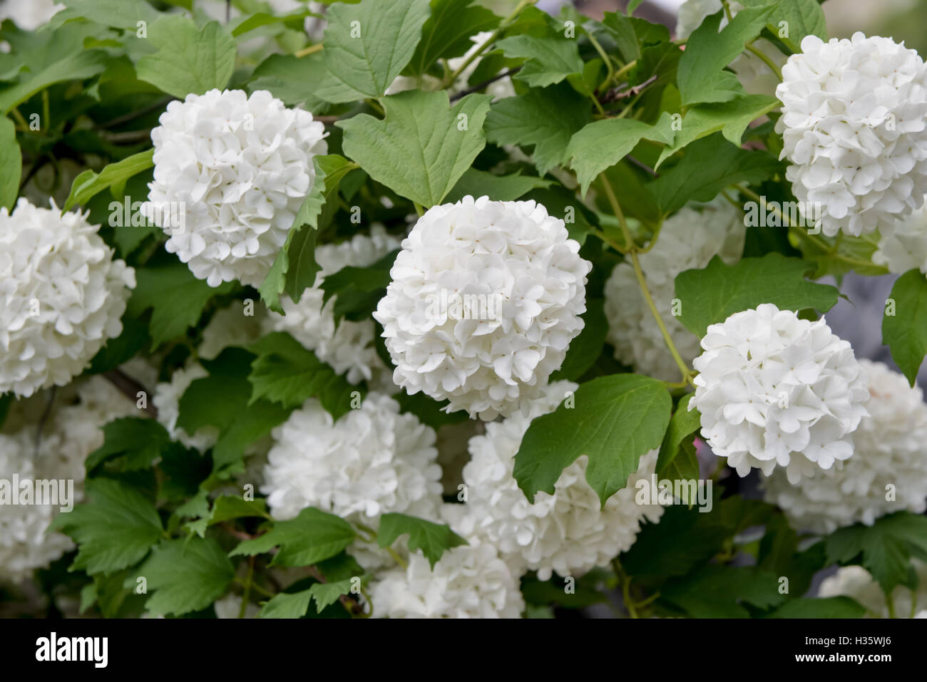 Ball inflorescence. Viburnum bush, green white flowers Stock Photo - Alamy
