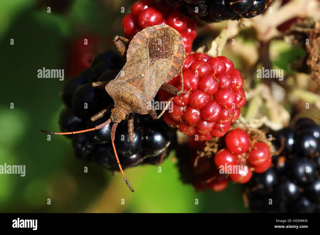 Shield bug adult hi-res stock photography and images - Alamy