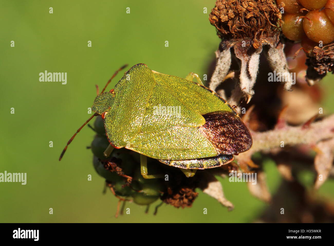 Common adult green shield bug hi-res stock photography and images - Alamy