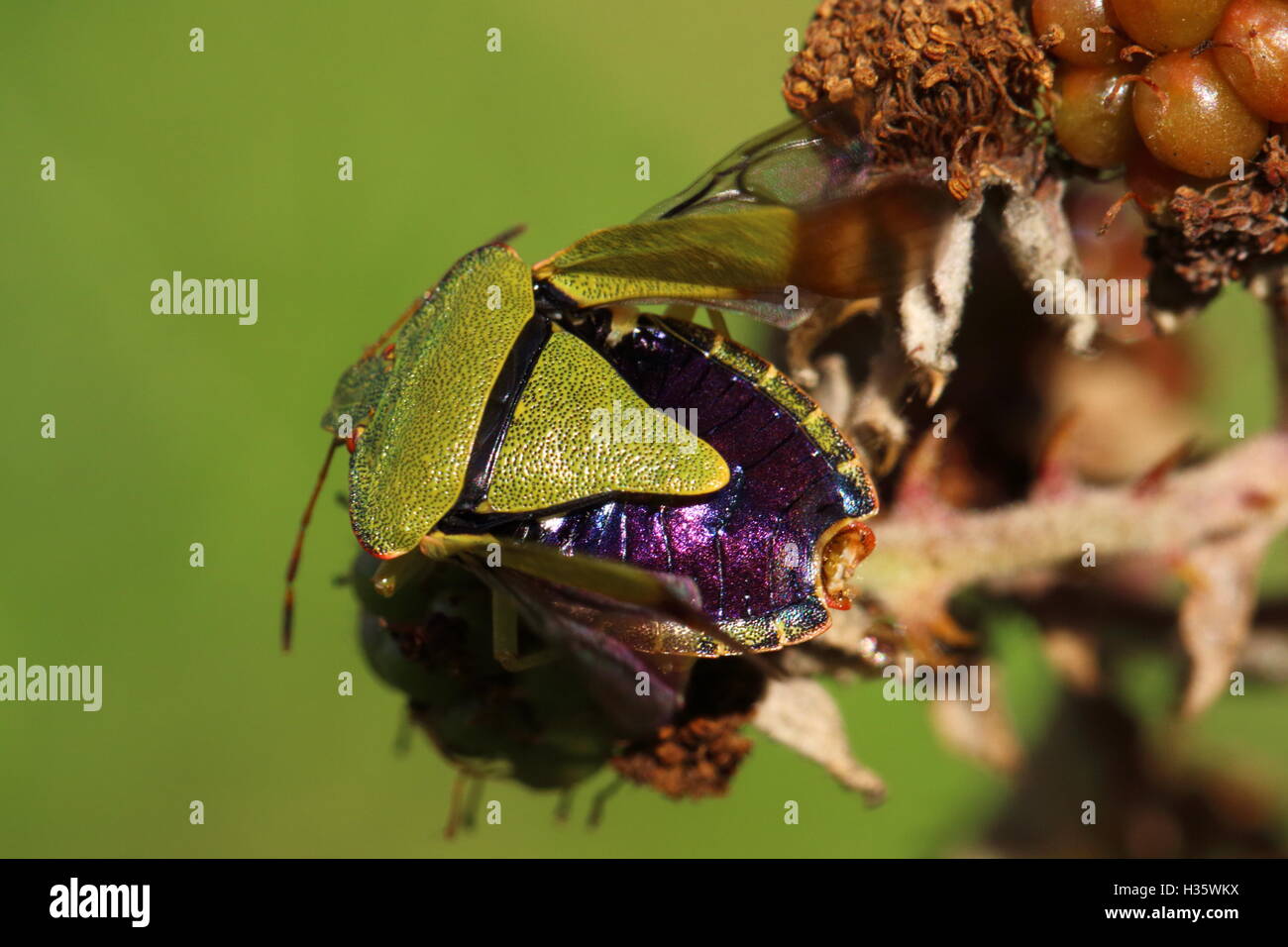 Wings exposed hi-res stock photography and images - Alamy