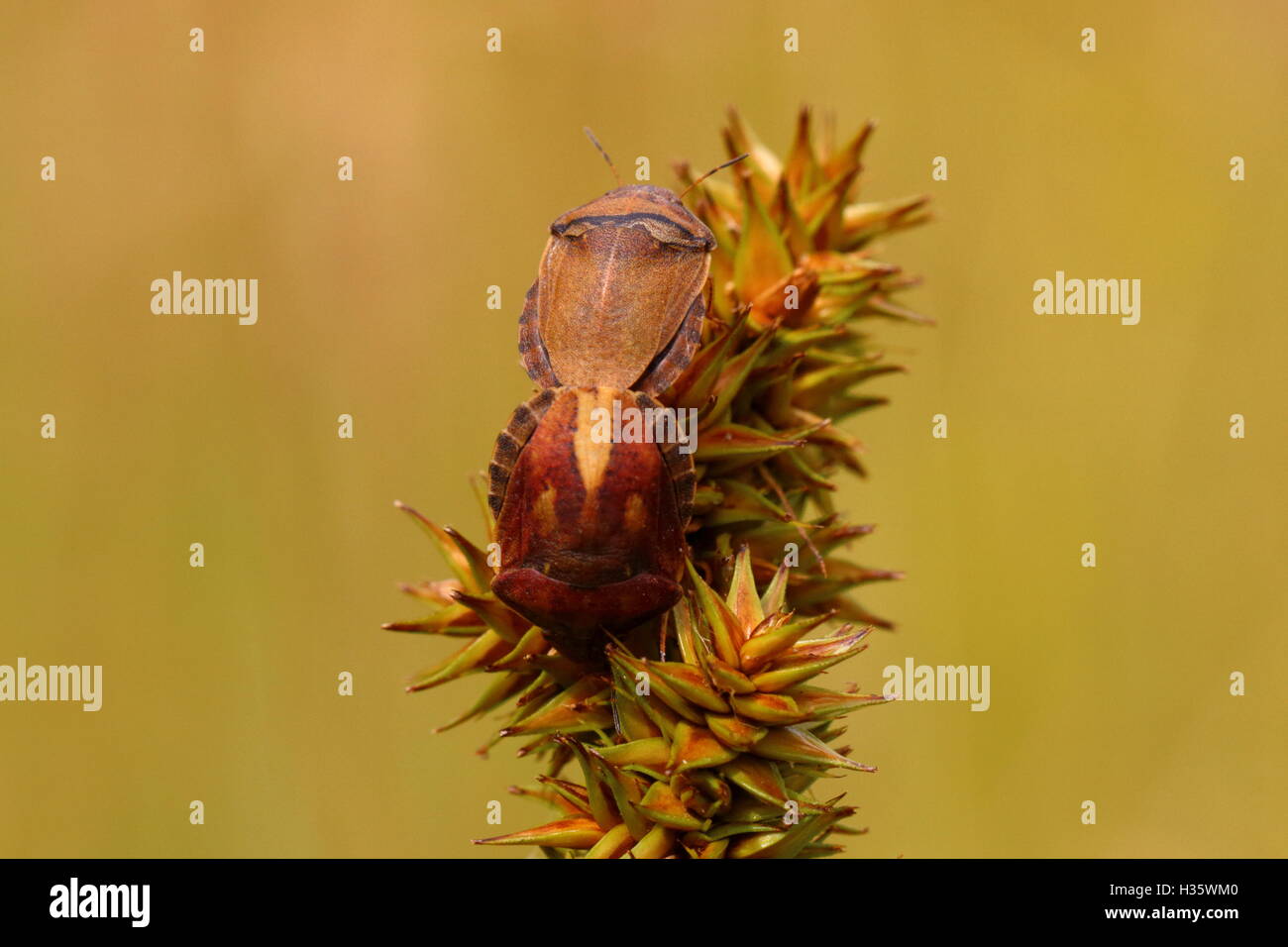 Mating Tortoise Shield Bugs Stock Photo - Alamy