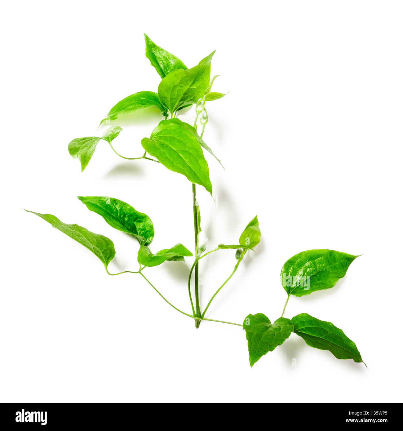 Clematis leaves with tendril. Green twig isolated on white background ...