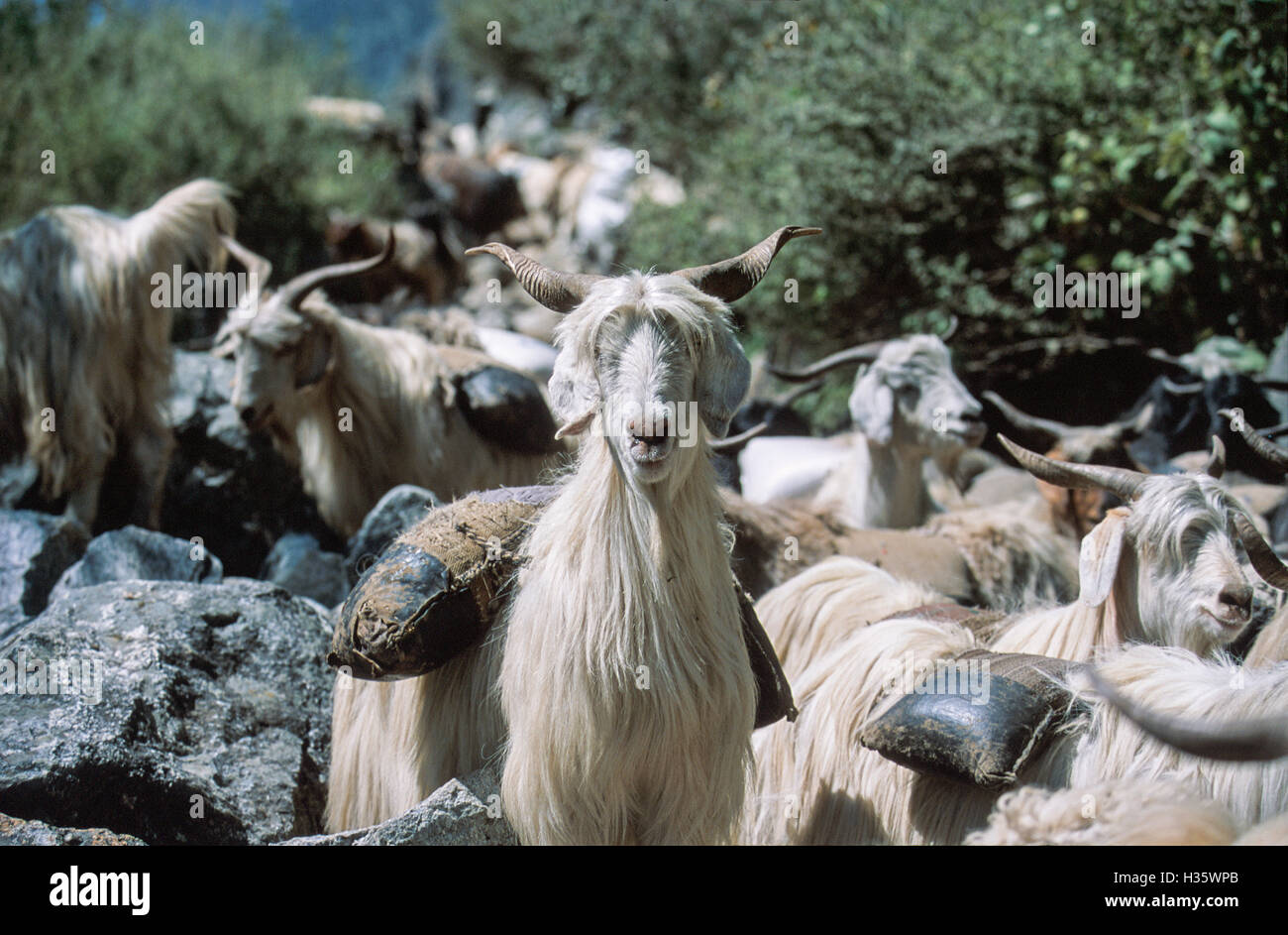 Goats laden with bags of salt from Tibet heading south in this photo ...