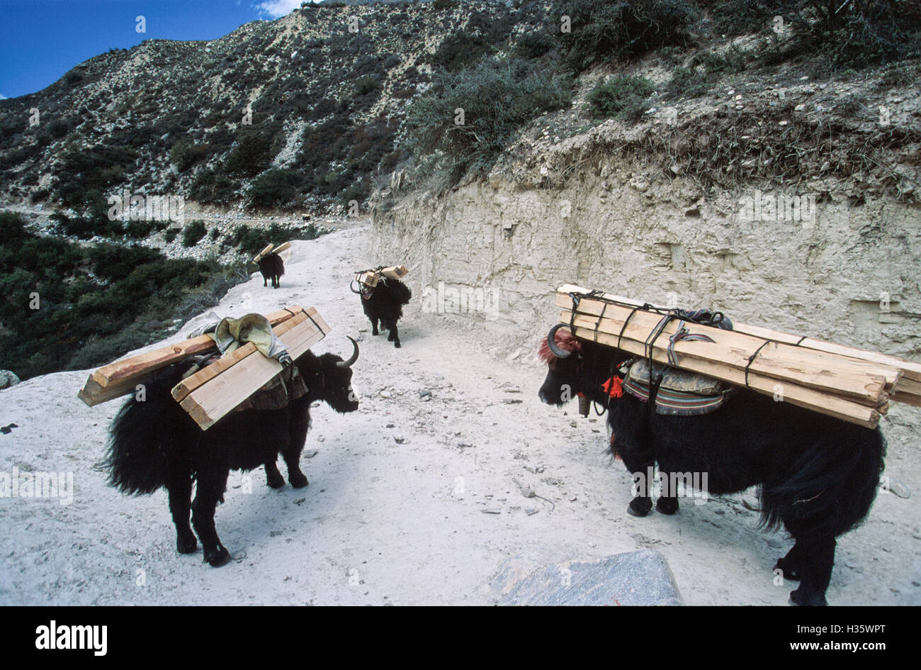 Yaks and zo's (cross between a cow and a yak) heading up the Humla ...