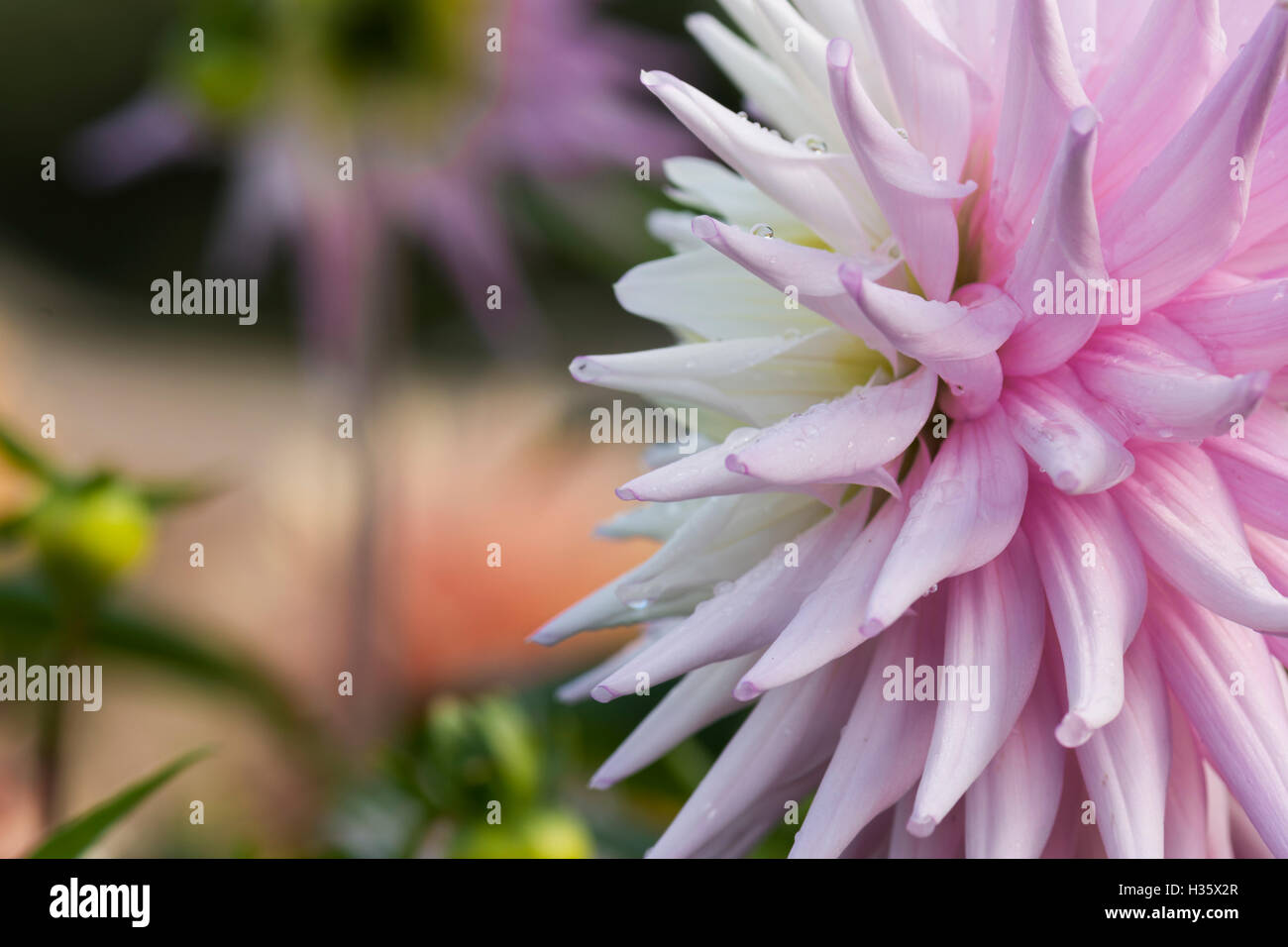 Soft pink spiky dahlia flower with graduated petals Stock Photo - Alamy