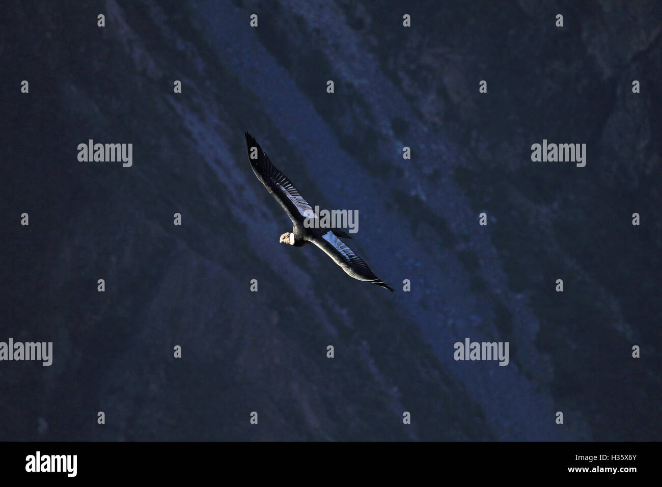 Male adult condor flying with the first sun into the deep Colca canyon ...