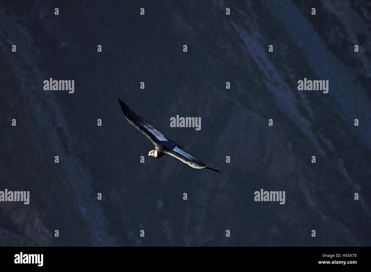 Male adult condor flying with the first sun into the deep Colca canyon ...