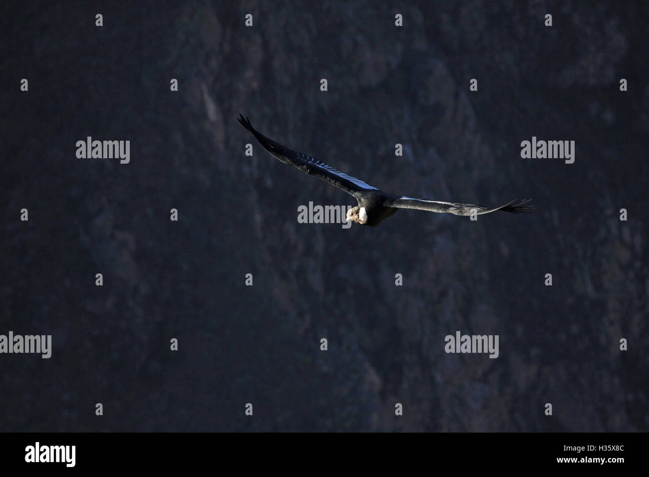 Male adult condor flying with the first sun into the deep Colca canyon ...