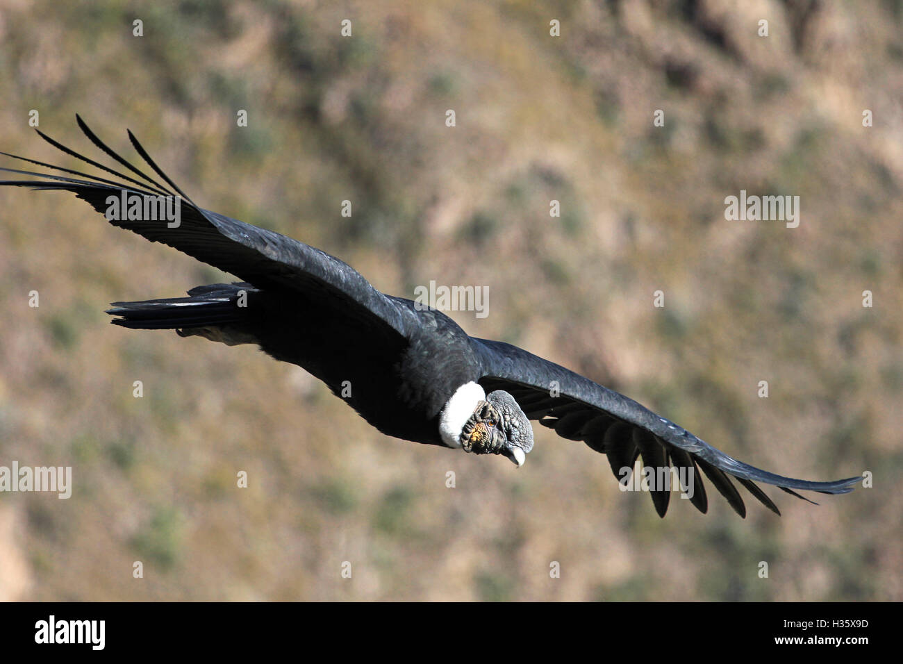 Colca Canyon Condors