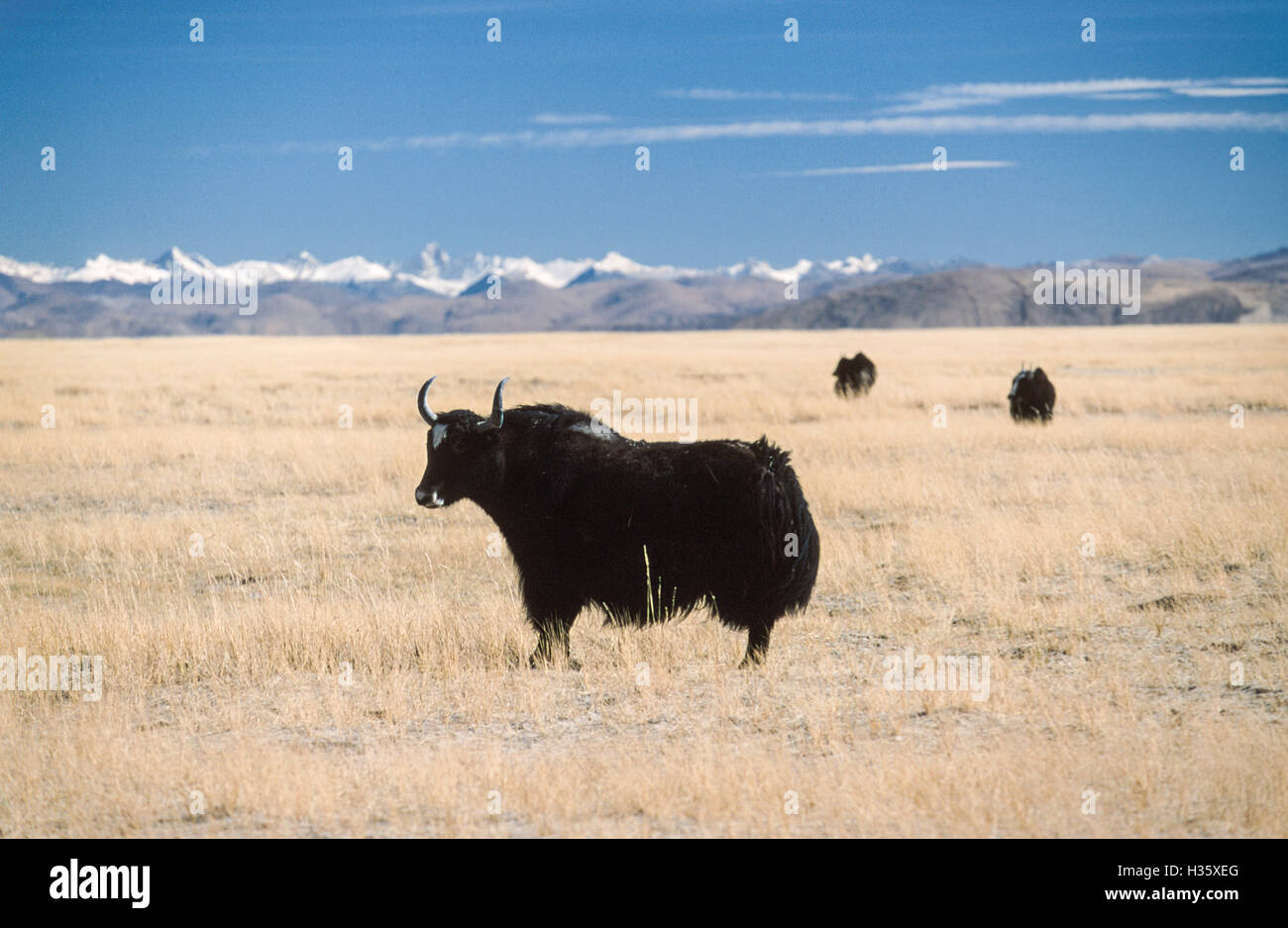 Tibetan nomadic yak herder in hi-res stock photography and images - Alamy