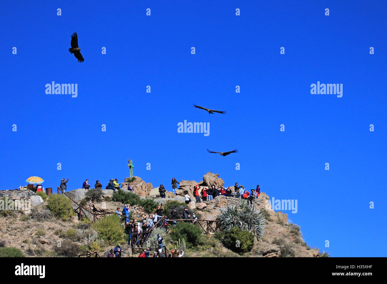 Condors soaring hi-res stock photography and images - Alamy