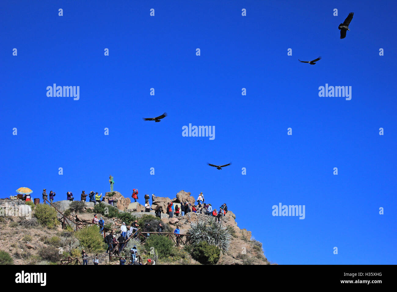 People looking at the condors soaring in the sky at cruz del condor ...