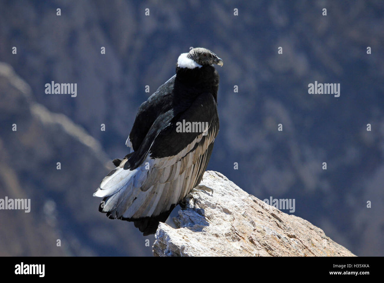 A nice female adult condor sitting close on a rock. Colca canyon - one ...