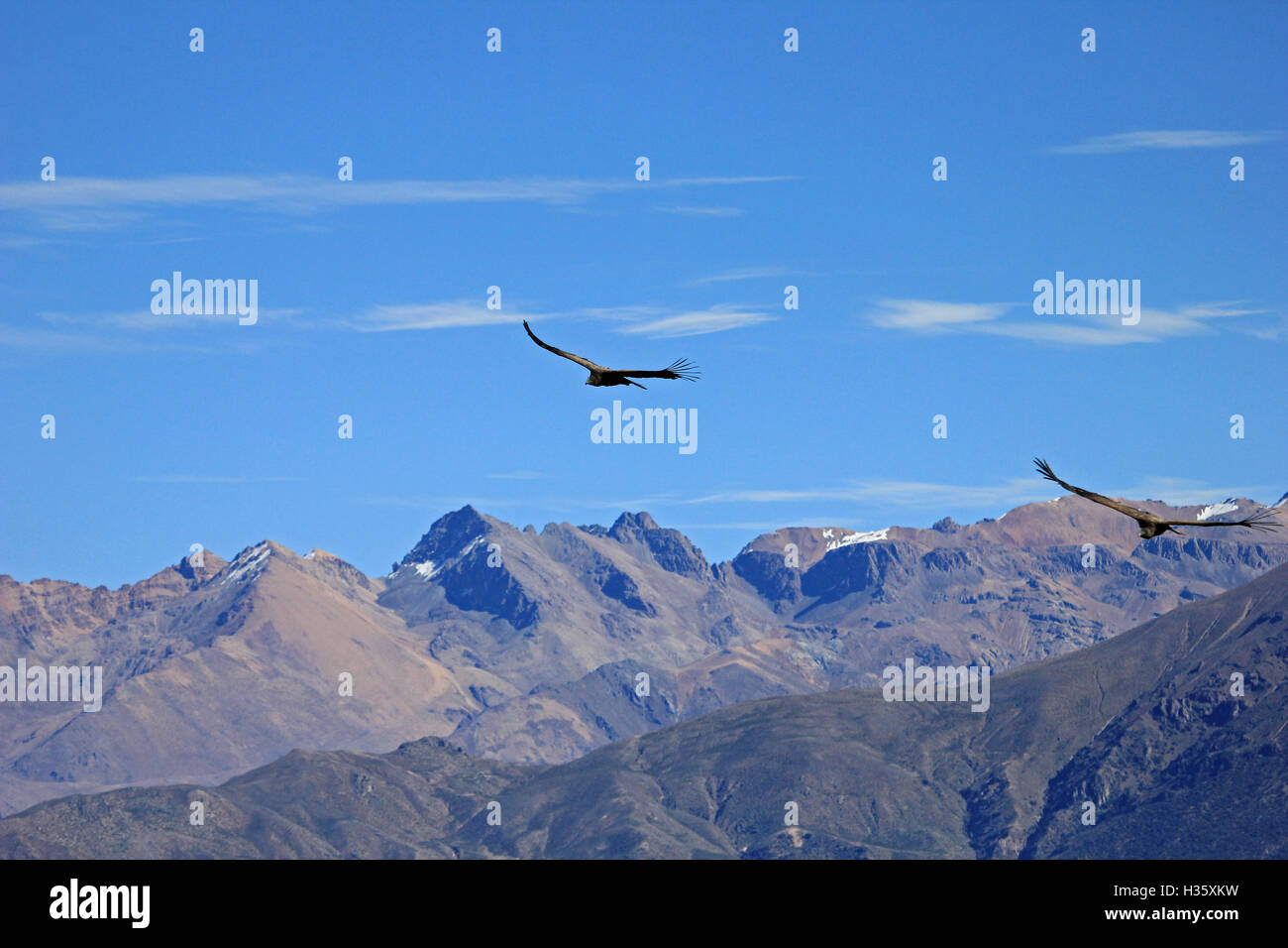 A Male young andean condor flying over the mountains of Colca canyon ...