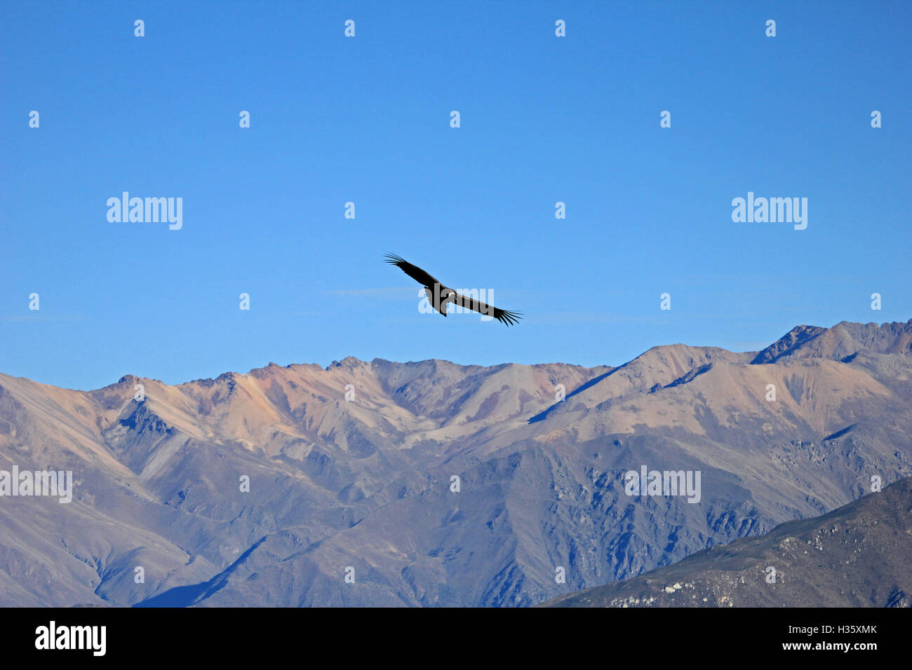 A female adult andean condor flying over the mountains of Colca canyon ...