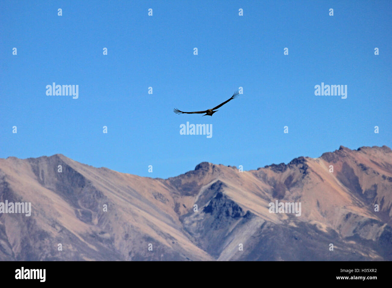 A male young andean condor flying over the mountains of Colca canyon ...
