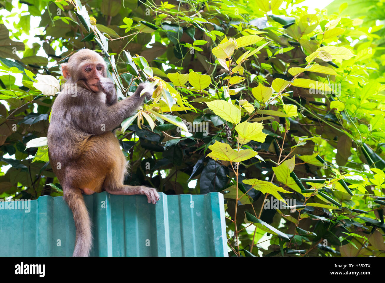 Monkey thumb hi-res stock photography and images - Alamy