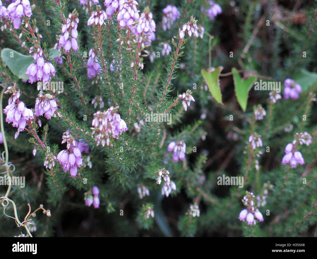Outdoor camp flower hi-res stock photography and images - Alamy
