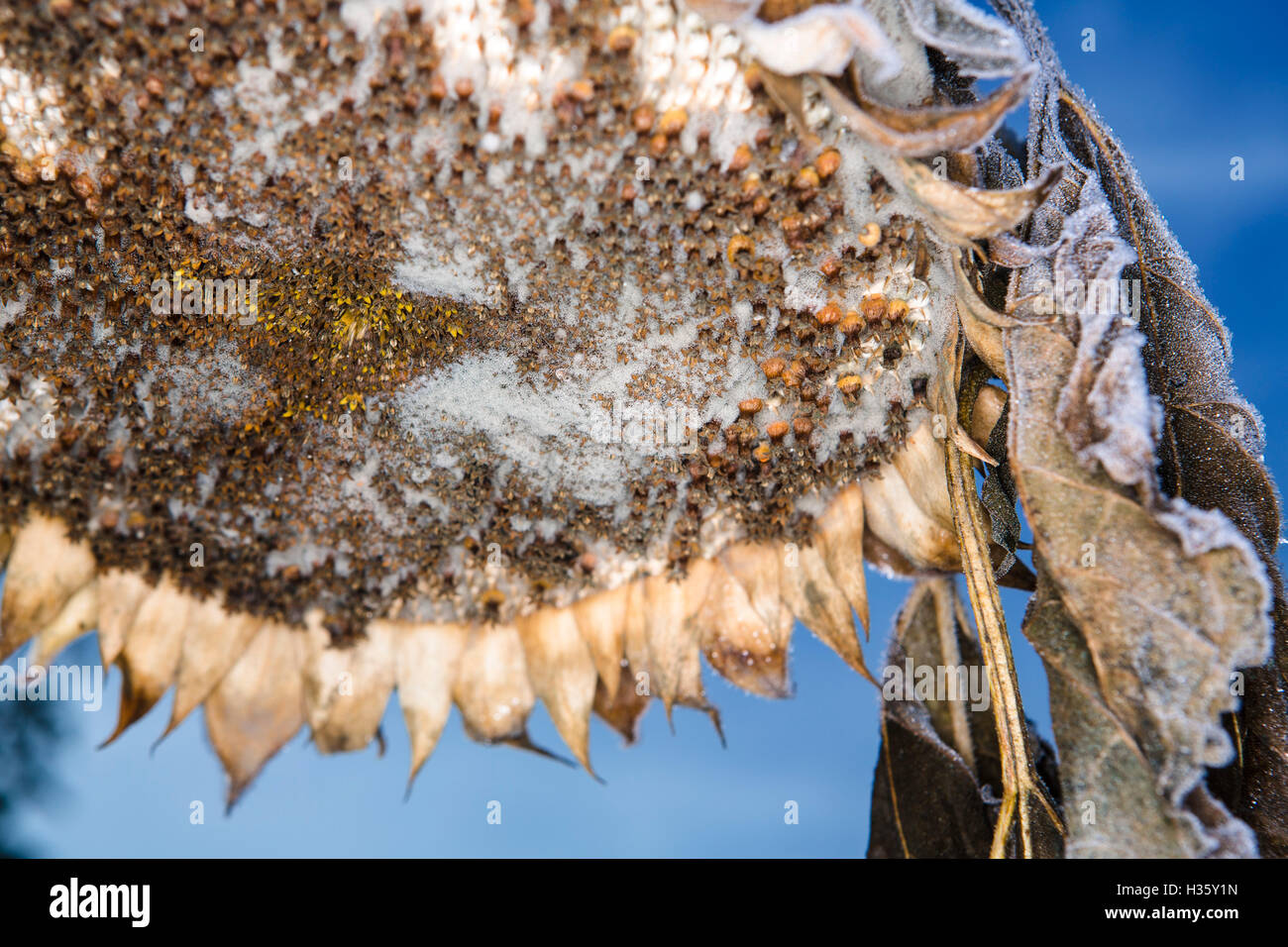 Dead sunflower hi-res stock photography and images - Alamy
