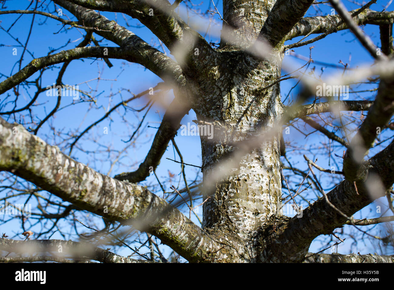 Leafless tree trunk, branches and blue sky Stock Photo - Alamy