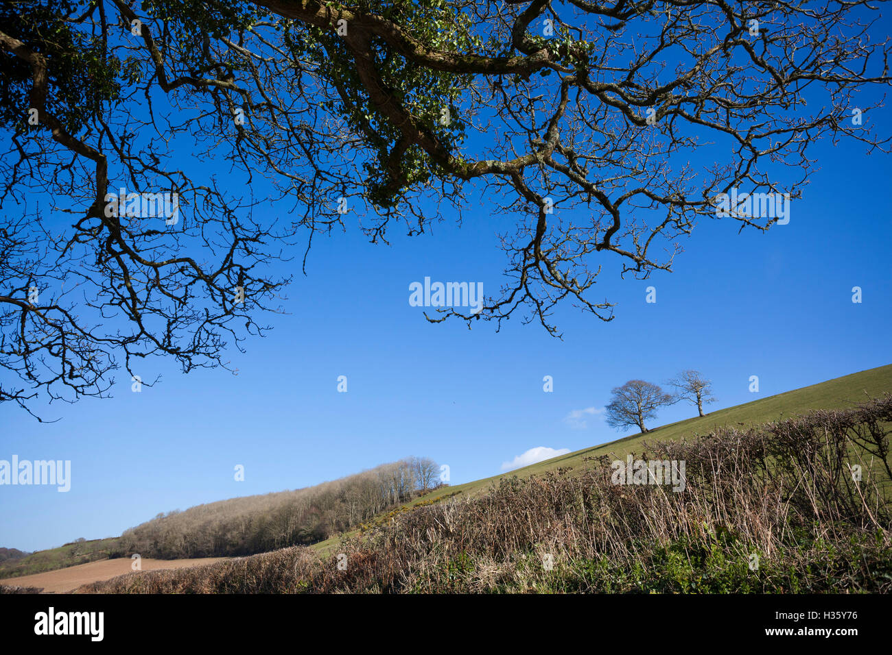 Country landscape with leafless trees on the horizon Stock Photo - Alamy