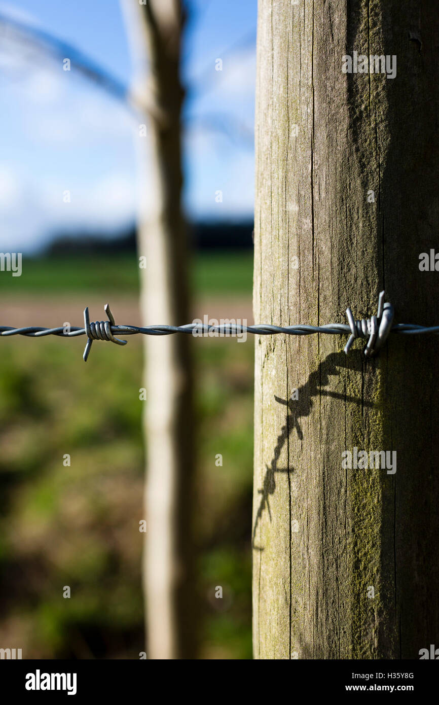 Barbed wire fence with post adn tree Stock Photo - Alamy