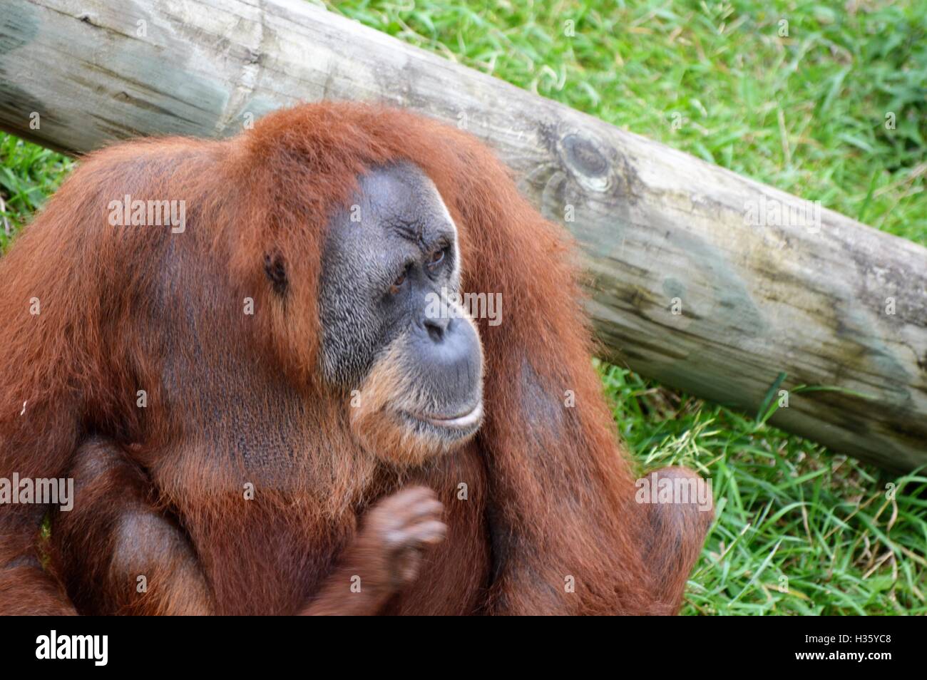 Orangutan female hi-res stock photography and images - Alamy