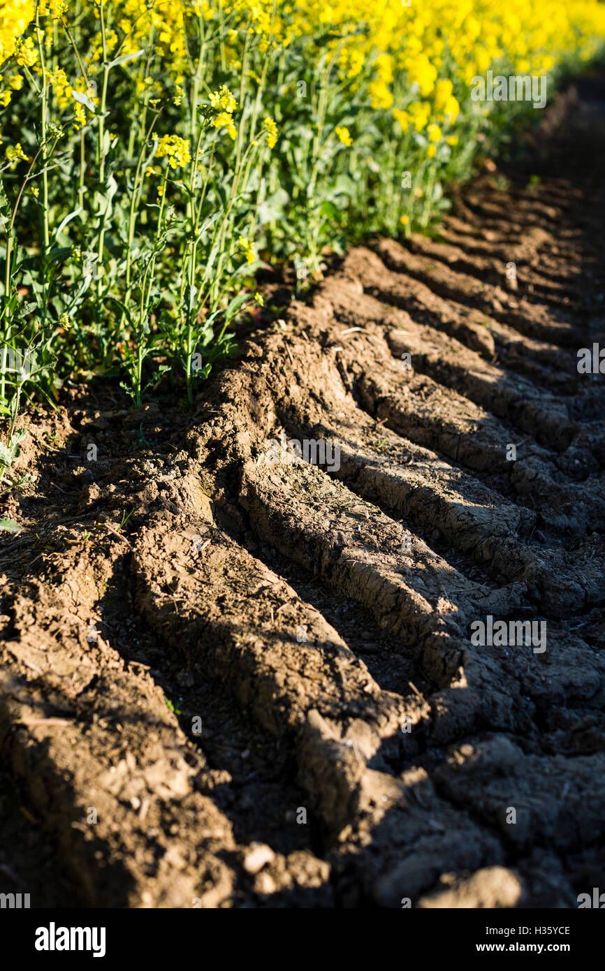 Tractor tracks through a farmers field Stock Photo - Alamy