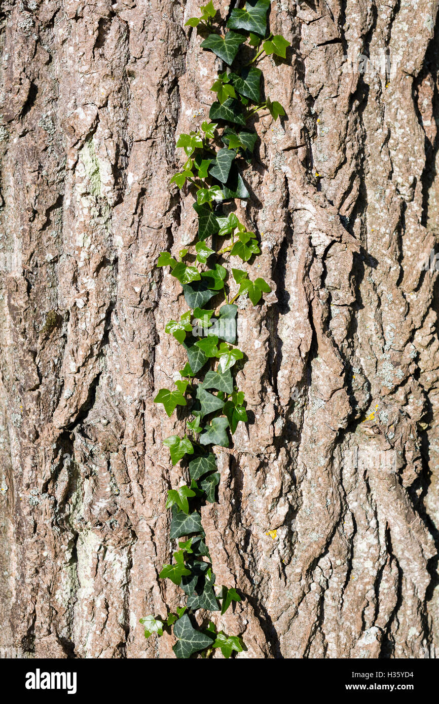 Rough and smooth bark hi-res stock photography and images - Alamy