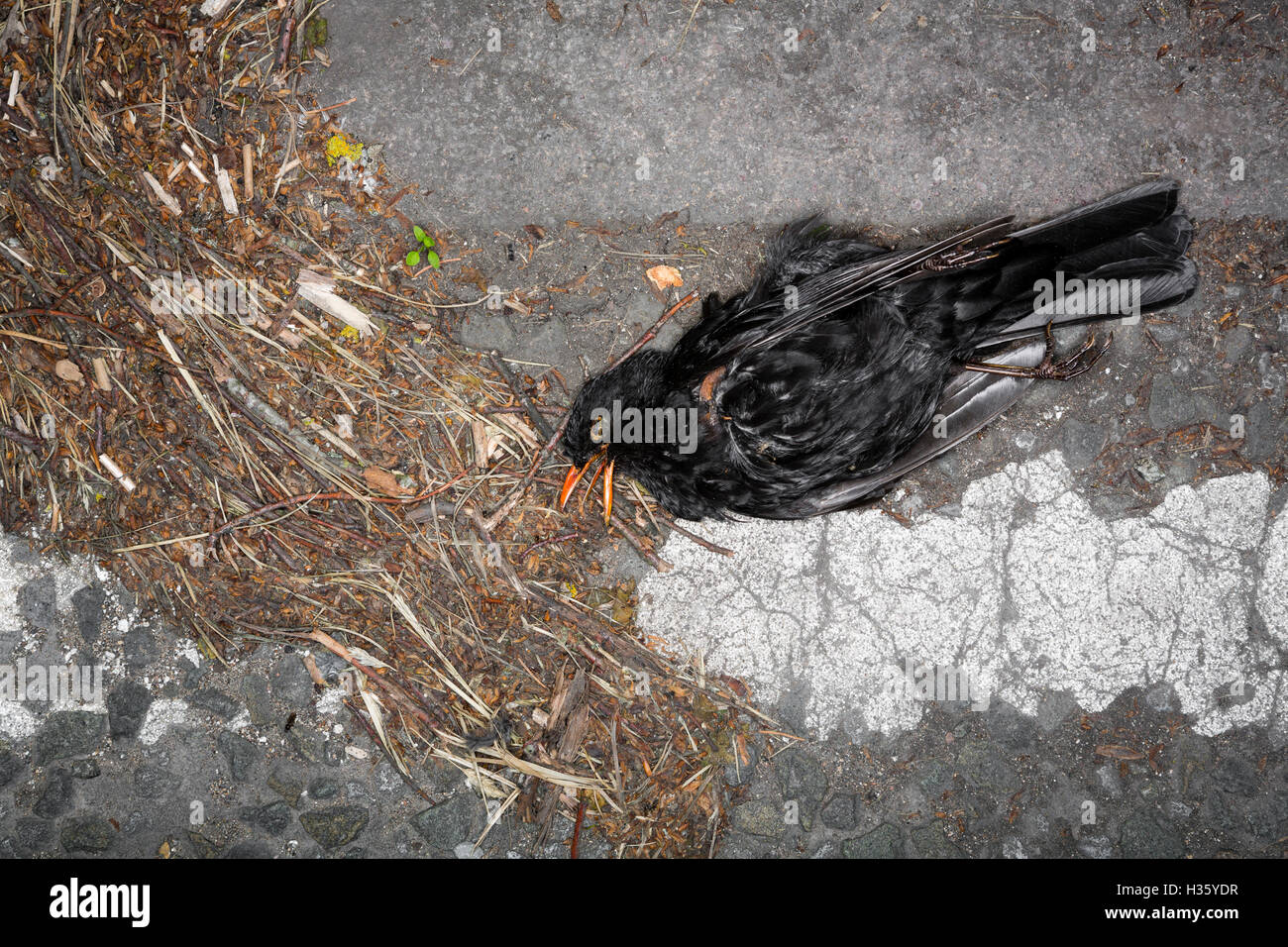 Roadkill, Blackbird dead on the roadside Stock Photo - Alamy
